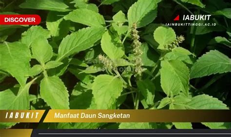 Temukan 10 Manfaat Daun Paliasa Yang Jarang Diketahui Bikin Penasaran