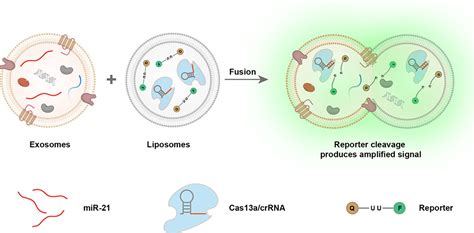 Highly Effective Detection Of Exosomal Mirnas In Plasma Using Liposome
