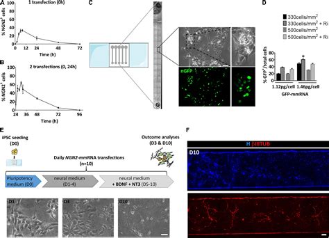 Frontiers Ngn2 Mmrna Based Transcriptional Programming In