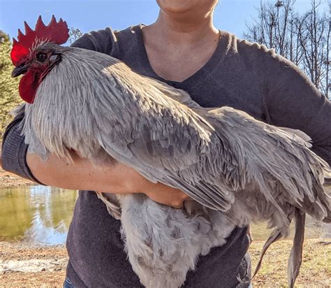 20 Amazing Giant Chicken Breeds Chicken Fans