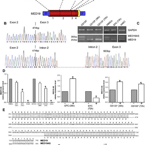 Identi Fi Cation And Analysis Of Med12s Transcript A Schematic