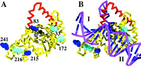 Interactions Of Mutant And Wild Type Flap Endonucleases With