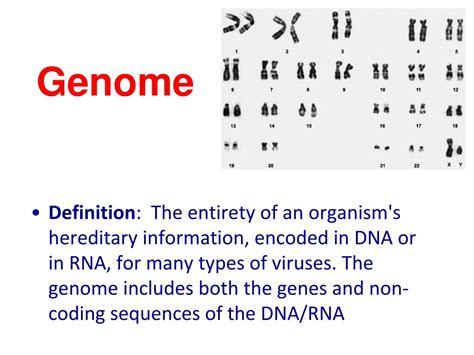 Ppt Genome Evolution Powerpoint Presentation Free Download Id 2584527