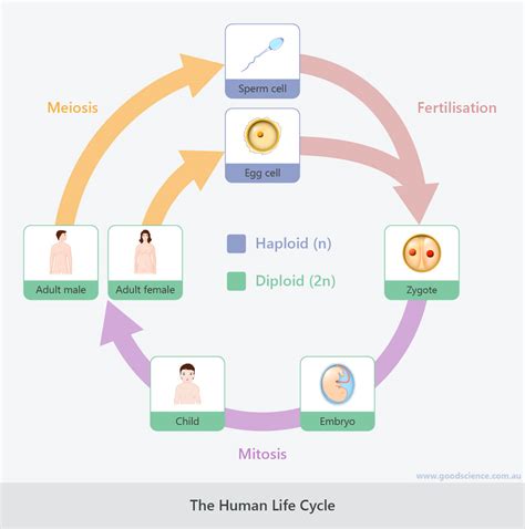 Asexual And Sexual Reproduction Good Science