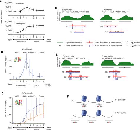 Critical Assessment Of Dna Adenine Methylation In Eukaryotes Using