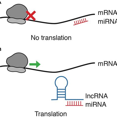 Lncrna Mirna Mrna Axis Regulation Among Other Interaction Forms