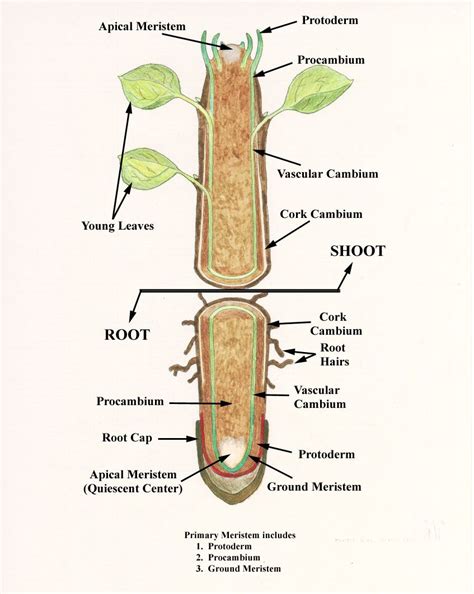 Internal Structure Of Root Biology Facts Root Diagram Biology Notes