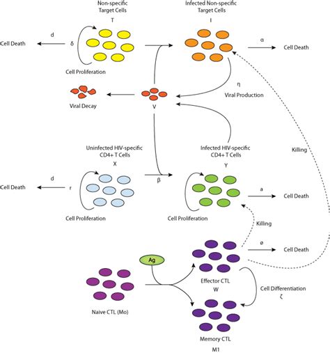 Infection Dynamics In Hiv Specific Cd4 T Cells Does A Cd4 T Cell Boost