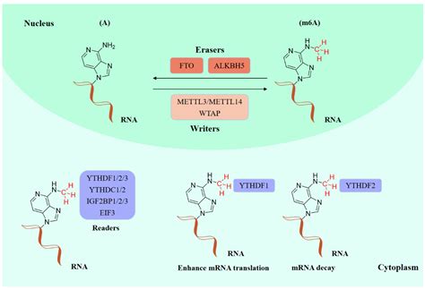 M6a Demethylases Inhibitors Encyclopedia Mdpi