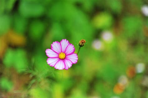70 무료 가을 들꽃 And 가을꽃 이미지 Pixabay