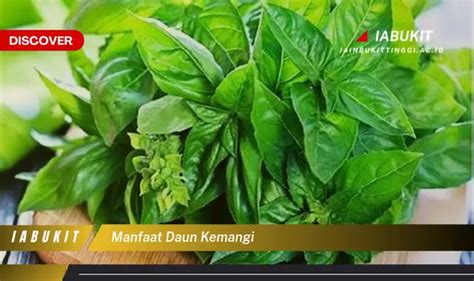 Intip 7 Manfaat Daun Kemangi Yang Bikin Kamu Penasaran Discover