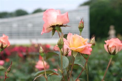 選択した画像 神代植物公 バラ 見頃 318976 神代植物 園 バラ 見頃