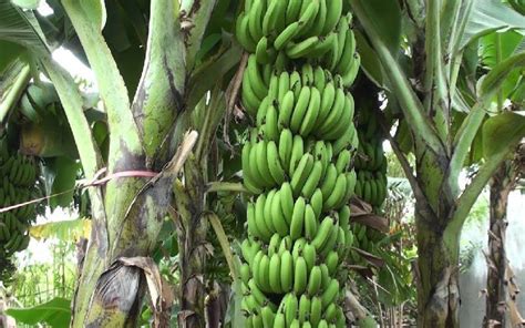 Banana Value Addition Farmkenya Initiative