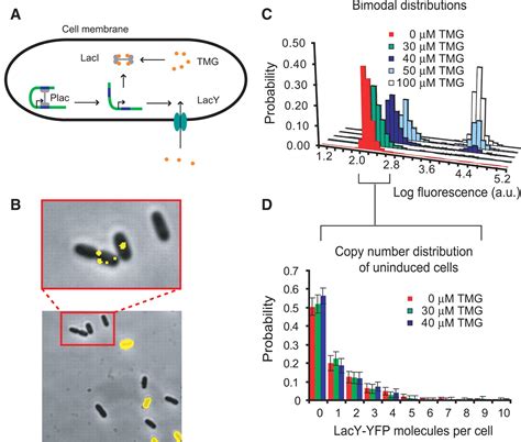 A Stochastic Single Molecule Event Triggers Phenotype Switching Of A