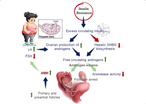 Anti Müllerian Hormone Amh In The Pathophysiology Of Polycystic Ovary
