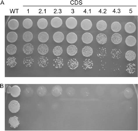 Functional Complementation Of Saccharomyces Cerevisiae Mutant Ybr029c