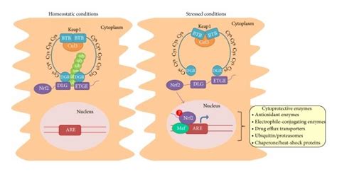 Activation Of The Keap1 Nrf2 Are Pathway By Oxidants Electrophiles