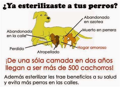 Conoce Las 10 Principales Razones Para Esterilizar A Tus Mascotas