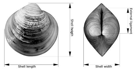 Schematic Representation Of C Sinensis Morphological Traits Download