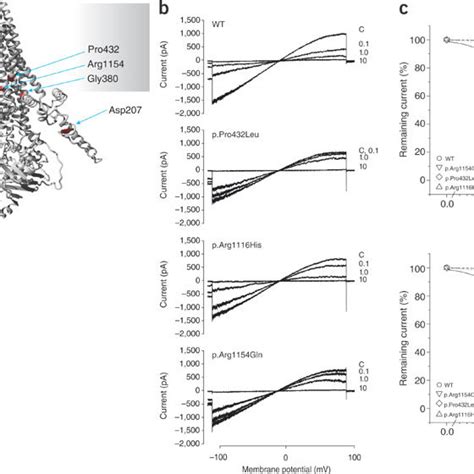 Topology And Biophysical Effect Of Abcc9 Mutations A Molecular Model