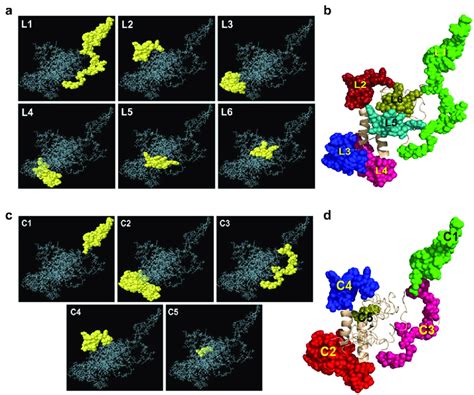 Analysis Of The Predicted Linear And Conformational B Cell Epitopes And Download Scientific