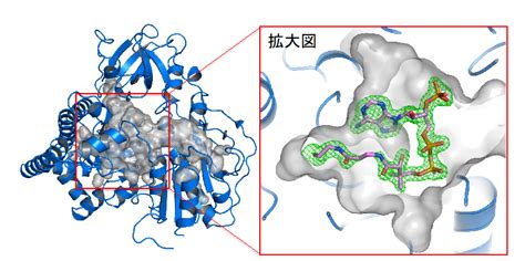 タンパク質の「かたち」から知る：構造生物化学のすすめ 慶應義塾大学理工学部