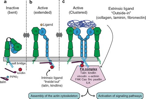 figure 2 2 from chapter 2 integrin structure and function