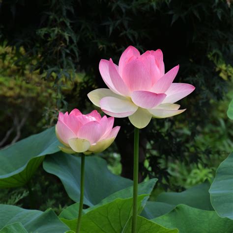 The Lotus Flower Is Everything Everywhere All At Once In Thailand