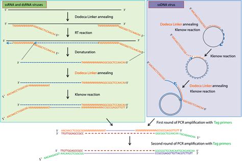 A Simplified Illustration Of The Bioinformatics Pipeline Used For The