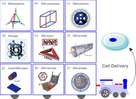 Examples Of Dna Nanostructures Designed For Smart Drug Delivery