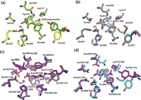 Comparison Of The Binding Modes Of Tca Intermediates And L And D 2hg
