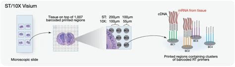 Transcriptome Wide Or Ngs Based Approaches France Génomique