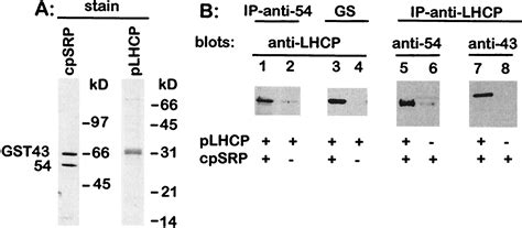 A Novel Signal Recognition Particle Targets Light Harvesting Proteins
