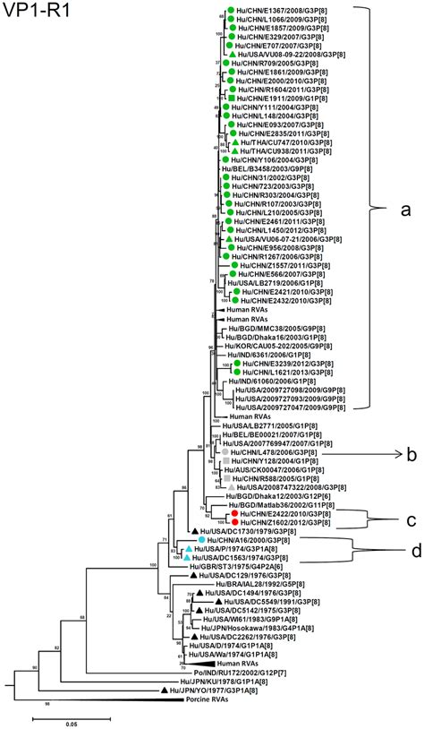 Phylogenetic Dendrogram Constructed From Vp1 Gene With Genotypes
