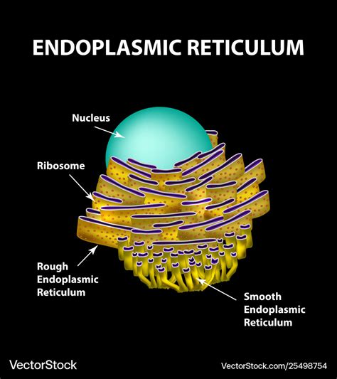 Diagram Of Endoplasmic Reticulum Definition Types Function And