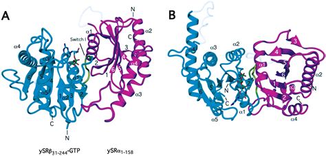 Structural Basis For The Function Of The β Subunit Of The Eukaryotic