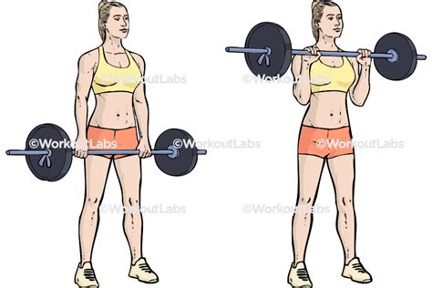 Standing Reverse Barbell Curls Workoutlabs Exercise Guide