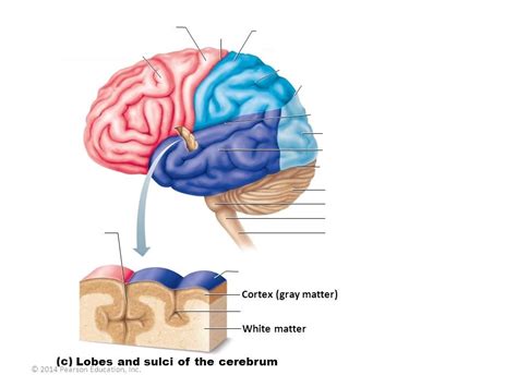 Functional Areas Of Cerebral Cortex Diagram Quizlet
