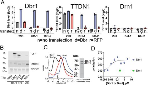 Activation Of Human Rna Lariat Debranching Enzyme Dbr1 By Binding