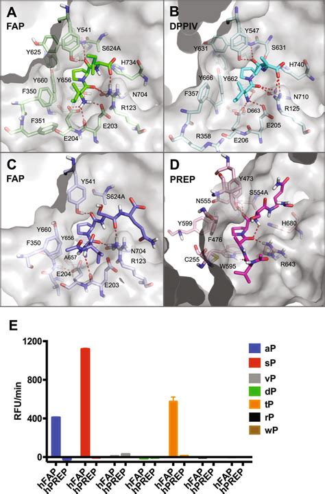 Binding Mode Of Peptide Substrates To Fap Dppiv And Prep A Fap