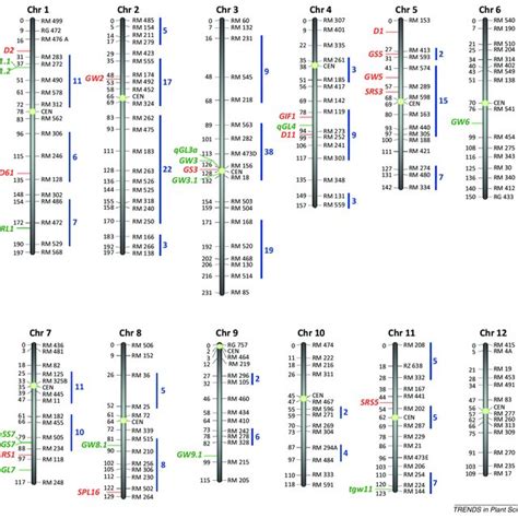 Number And Distribution Of Quantitative Trait Loci Qtls For Rice