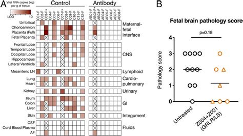 Protection Of Macaque Fetuses By Z004 Grlr Ls Z021 Grlr Ls A With