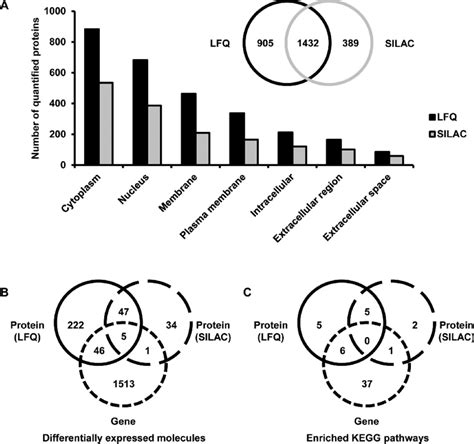 Functional Comparison Of Proteins Quantified By Lfq And Silac Method In