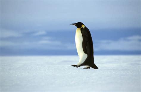 Emperor Penguin Size Survival And Rare Sightings In Antarctica