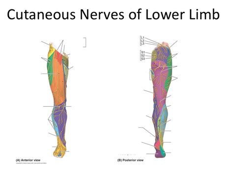 Cutaneous Nerves Of Lower Limb Diagram Quizlet