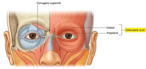 Orbicularis Oculi Muscle Origin Insertion Function Exercise