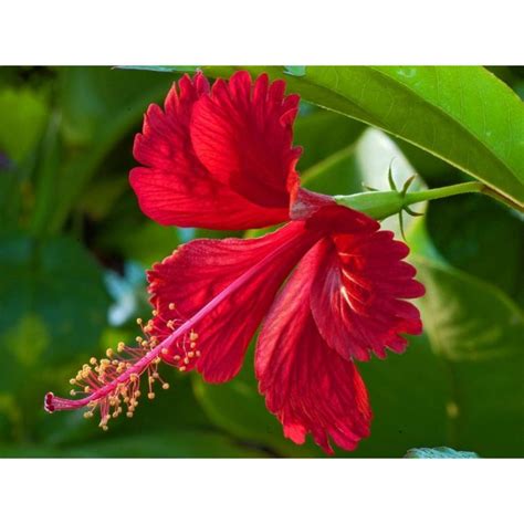Hibiscus Gudhal Flower Red Plant Bumitraa Ecommerce