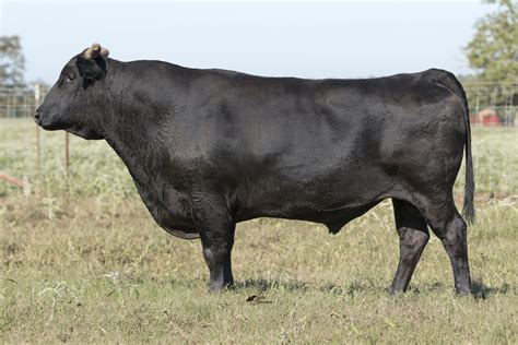 Gold Ring Wagyu — About The Breed