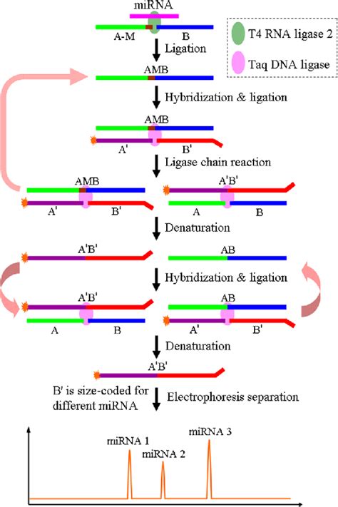 Schematic Representation Of The Lcr Based Multiplexed Mirna Assay