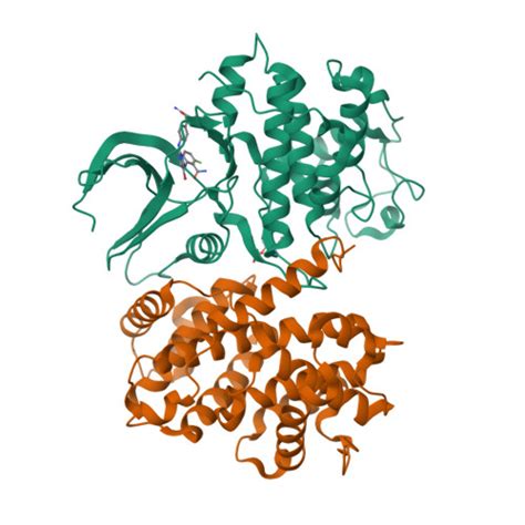 Rcsb Pdb 7mkx Crystal Structure Analysis Of Human Cdk2 And Ccna2 Complex
